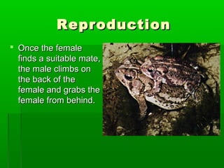 Amphibian Reproduction Notes | PPT