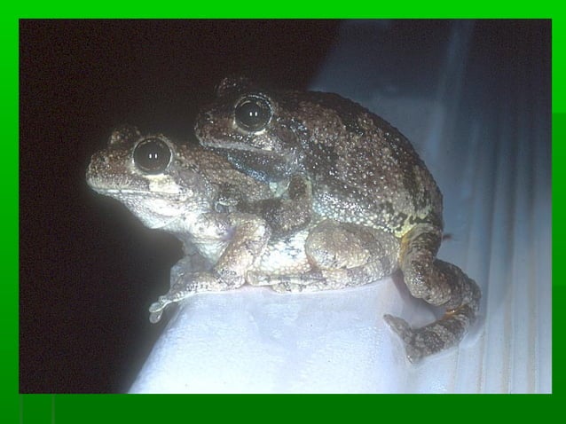 Amphibian Reproduction Notes | PPT