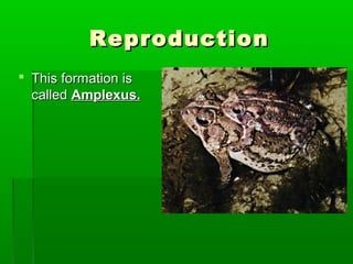 Amphibian Reproduction Notes | PPT