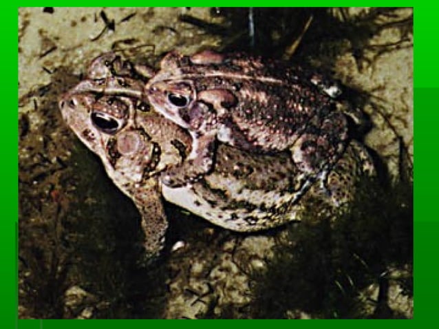 Amphibian Reproduction Notes | PPT