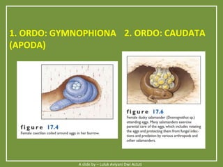 Biodiversitas Hewan: Amphibi & Reptil | PPT