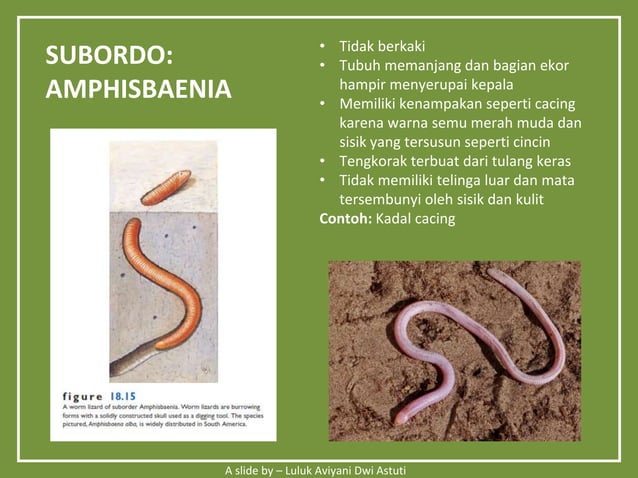 Biodiversitas Hewan: Amphibi & Reptil | PPT
