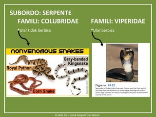 Biodiversitas Hewan: Amphibi & Reptil | PPT