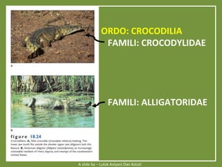Biodiversitas Hewan: Amphibi & Reptil | PPTX