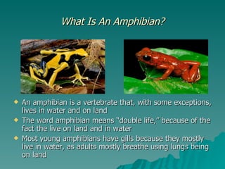 Amphibians | PPT | Reptiles | Pets