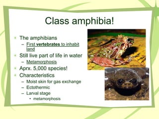 Amphibians | PPTX