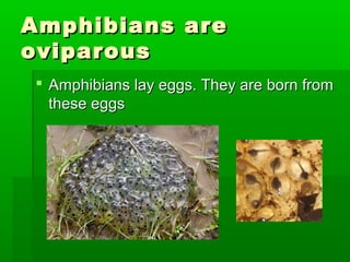 Amphibians | PPT