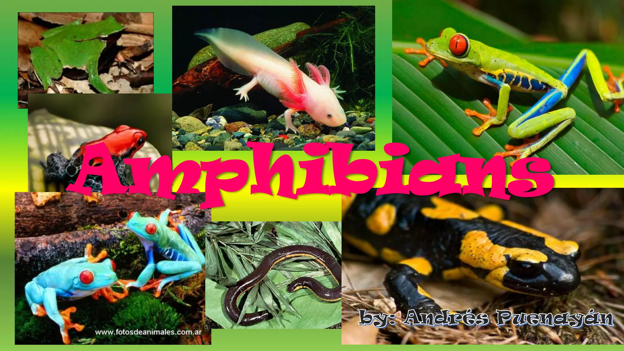 Amphibians | PPTX