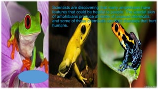 Amphibians | PPTX