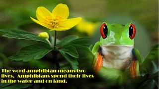 Amphibians | PPTX
