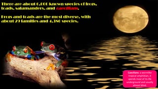 Amphibians | PPTX