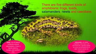Amphibians | PPTX
