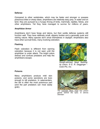 Amphibians | DOCX