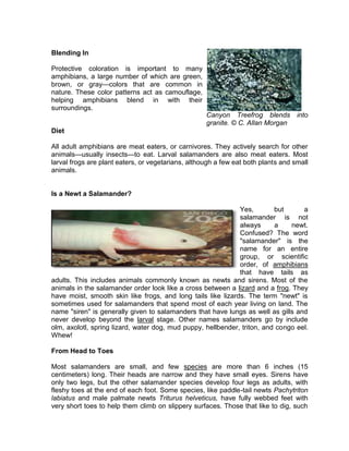 Amphibians | DOCX | Reptiles | Pets