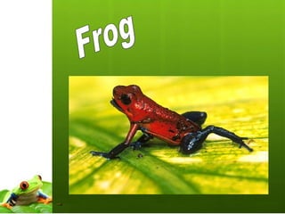 Amphibians | PPT
