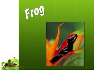 Amphibians | PPT