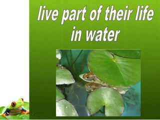 Amphibians | PPT