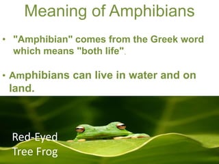 Amphibians | PPTX