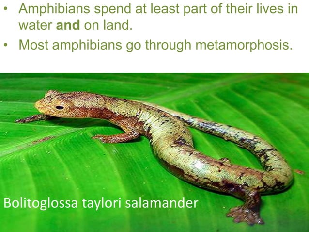 Amphibians | PPTX