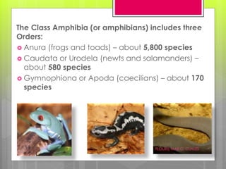 Amphibians | PPTX