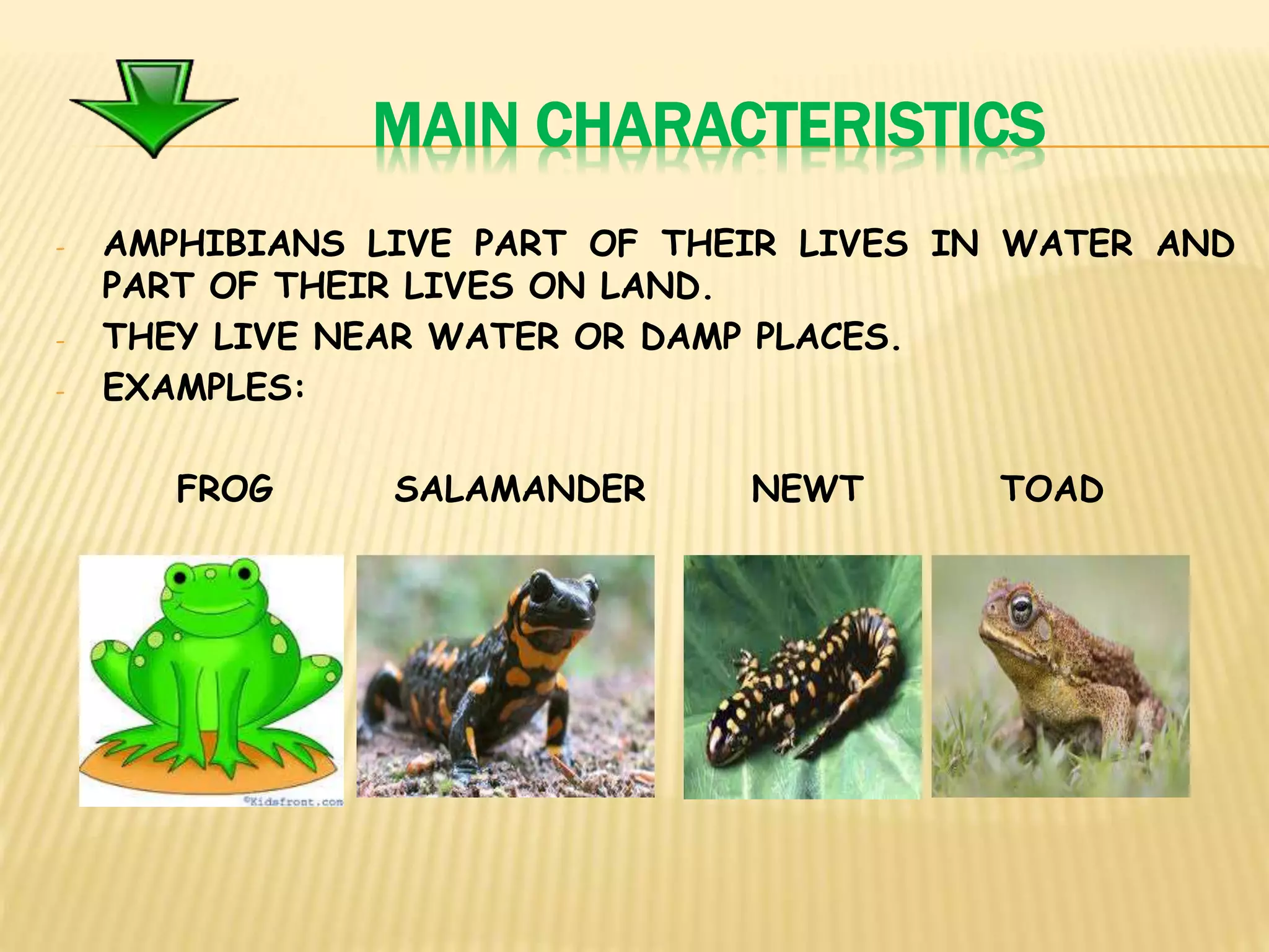 Amphibians | PPT