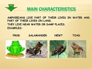 Amphibians | PPT