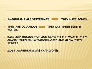 Amphibians | PPT