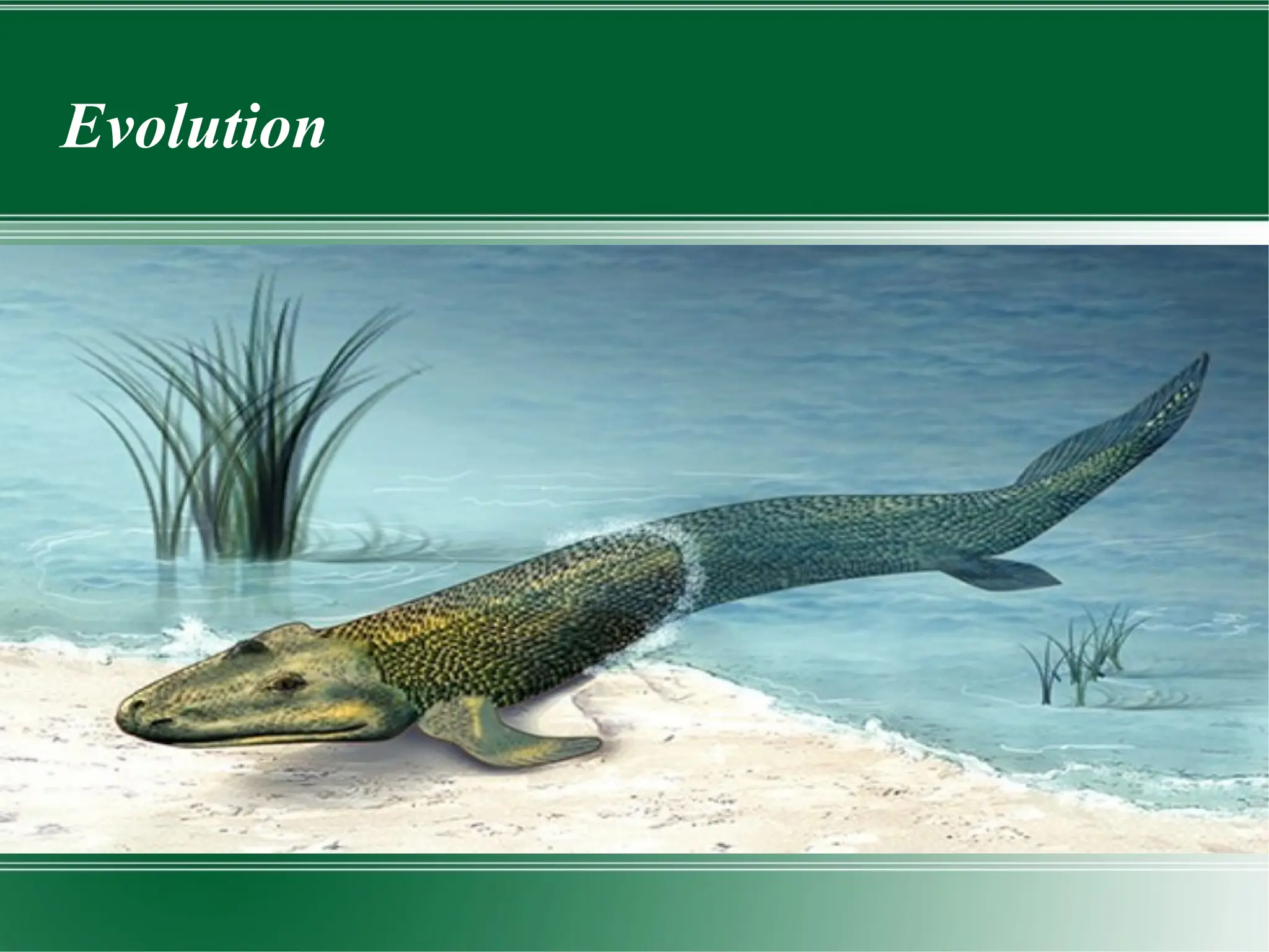 Amphibians- Life History and Characteristics | PPT