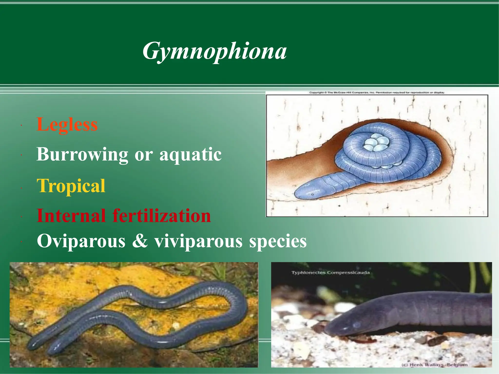 Amphibians- Life History and Characteristics | PPT