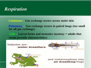 Amphibians- Life History and Characteristics | PPTX