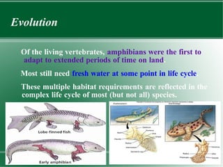 Amphibians- Life History and Characteristics | PPTX