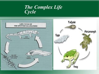 Amphibians- Life History and Characteristics | PPTX