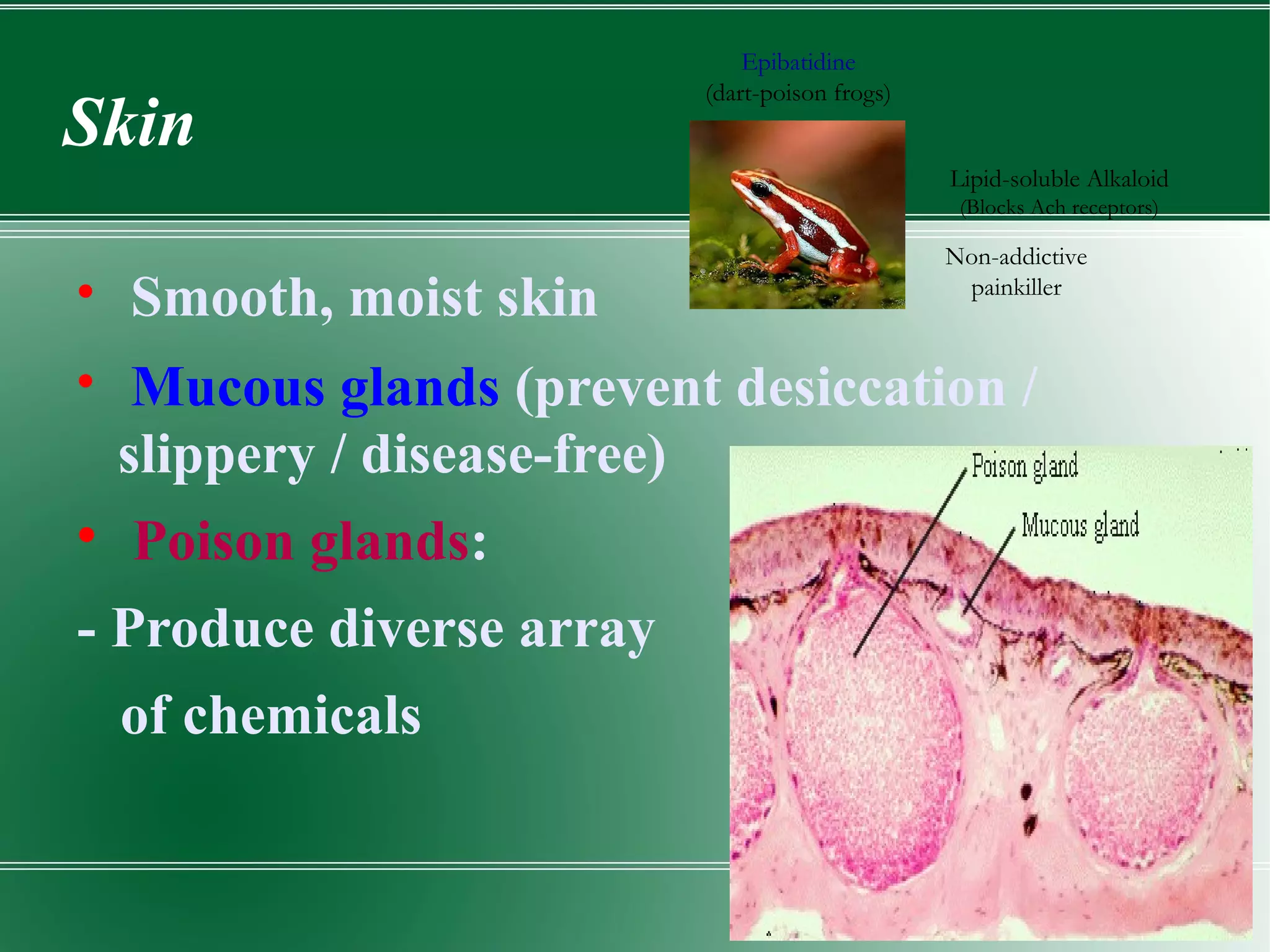 Amphibians | PPT