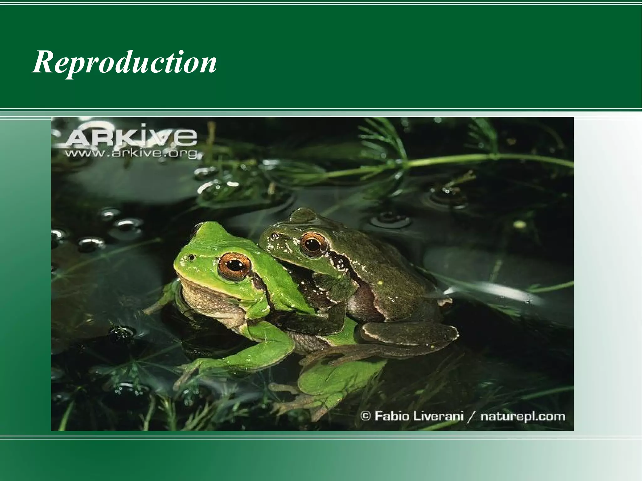 Amphibians | PPT