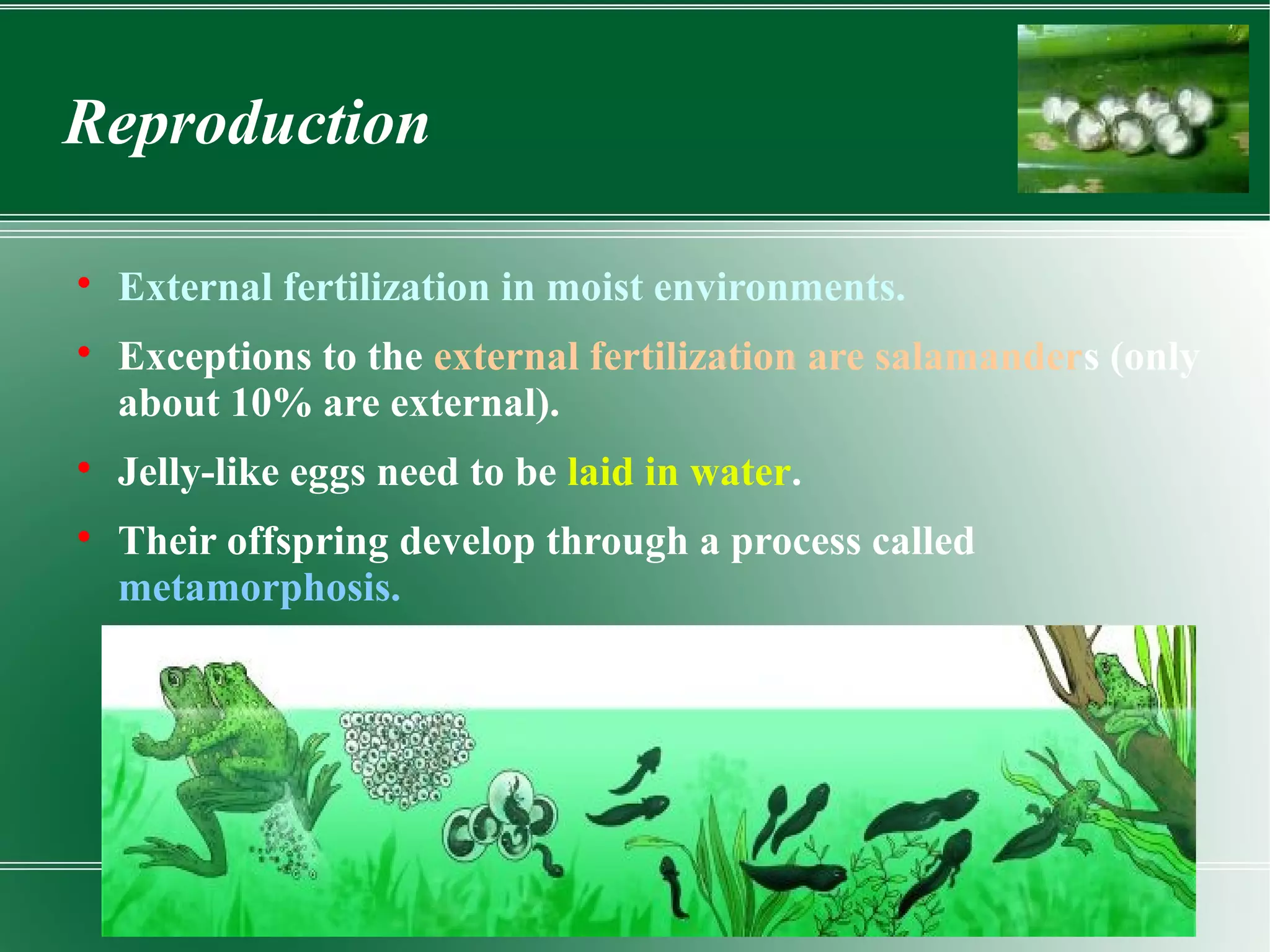 Amphibians | PPT