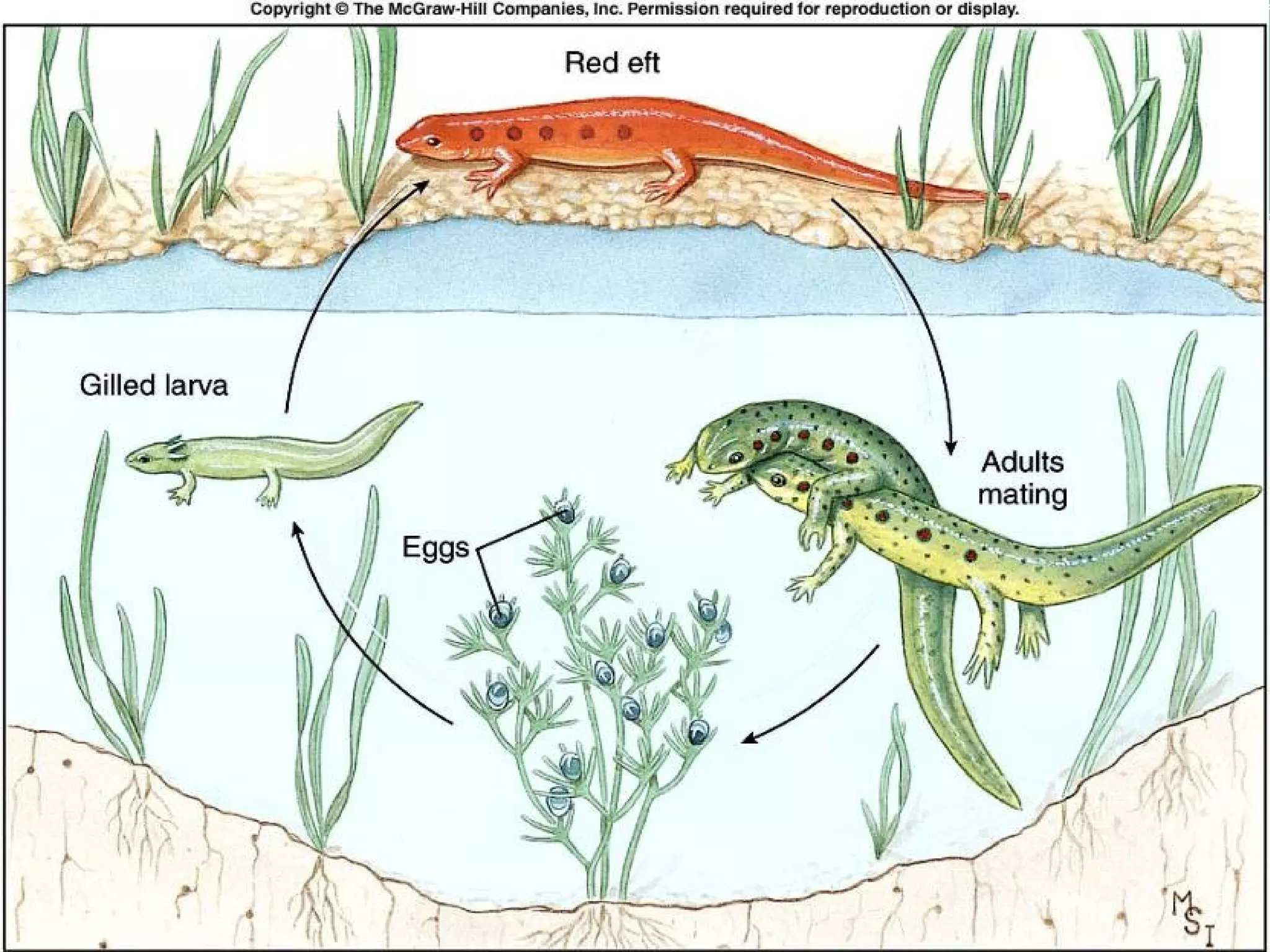 Amphibians | PPT