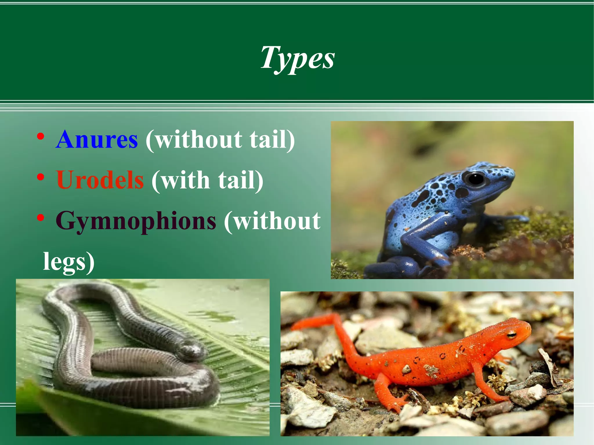 Amphibians | PPT