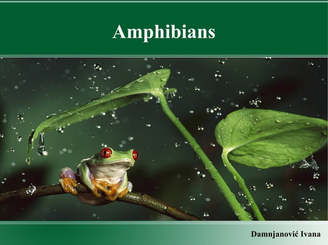 Amphibians | PPT