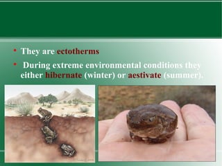 Amphibians | PPT