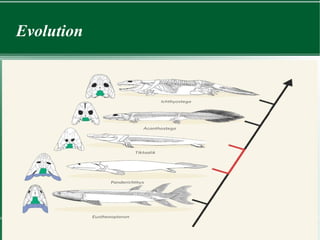 Amphibians | PPT