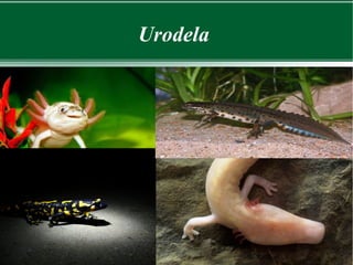 Amphibians | PPT
