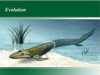 Amphibians | PPT