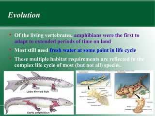 Amphibians | PPT