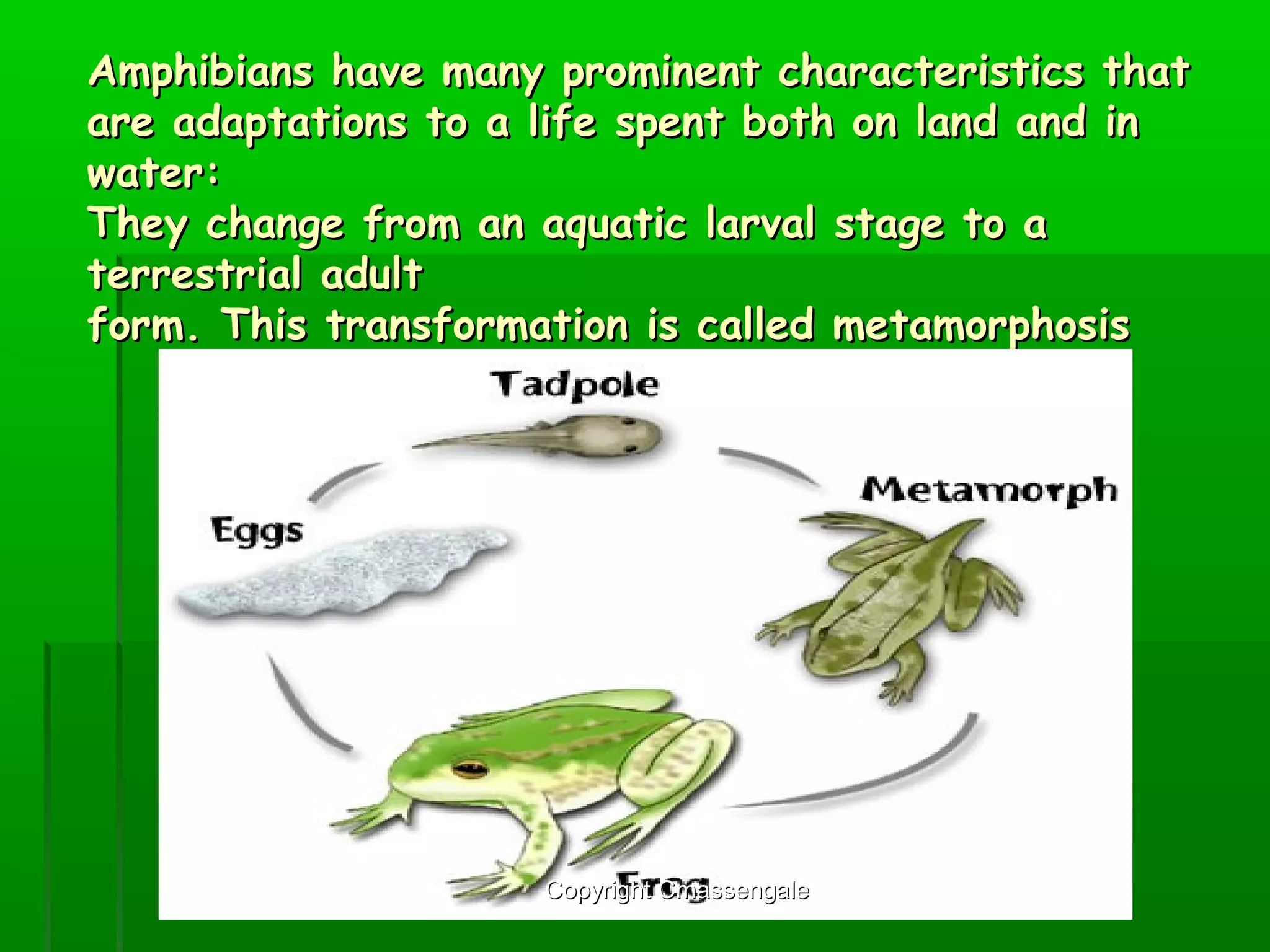 Amphibians | PPT