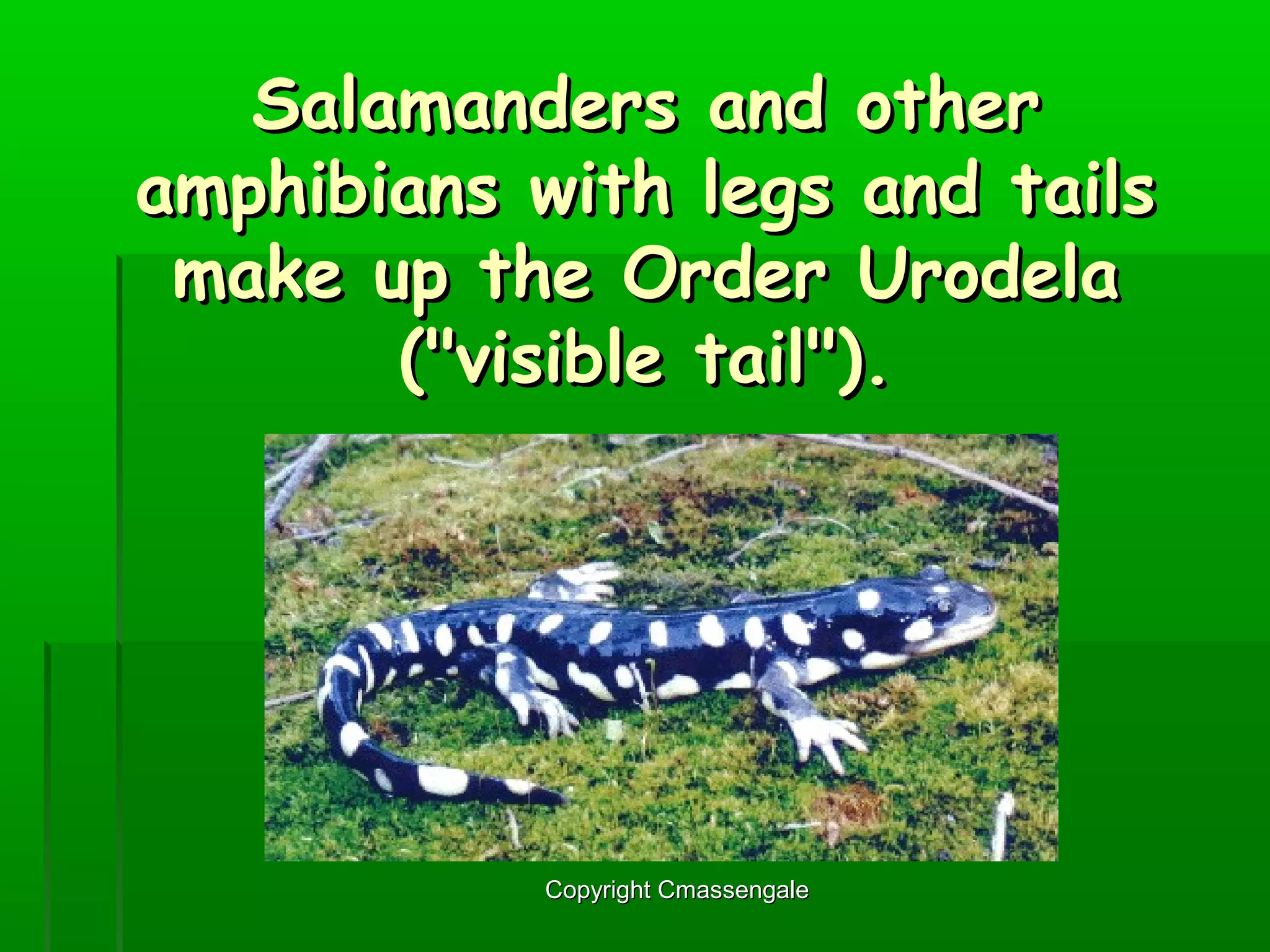 Amphibians | PPT