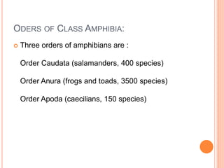 Amphibians | PPTX