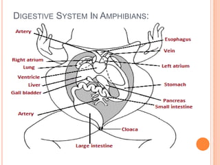 Amphibian Digestive System
