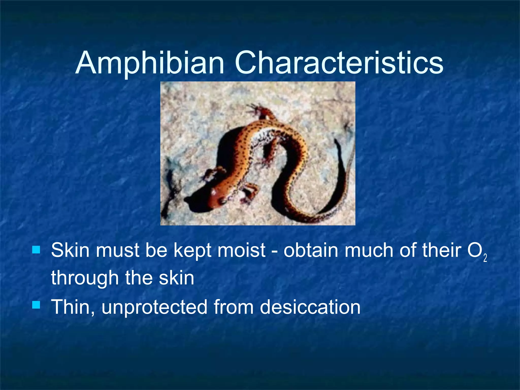 Amphibians. | PPT