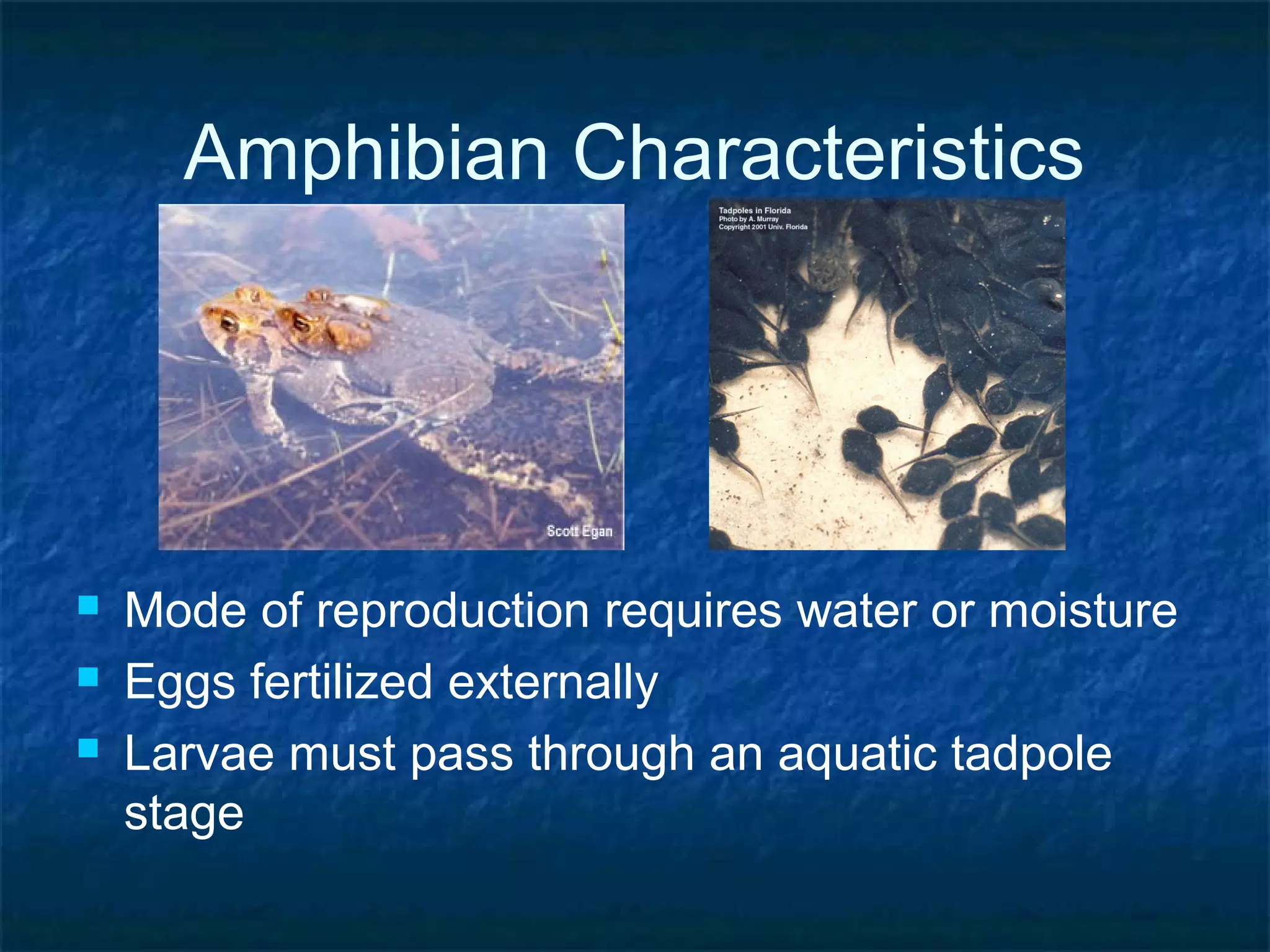 Amphibians. | PPT