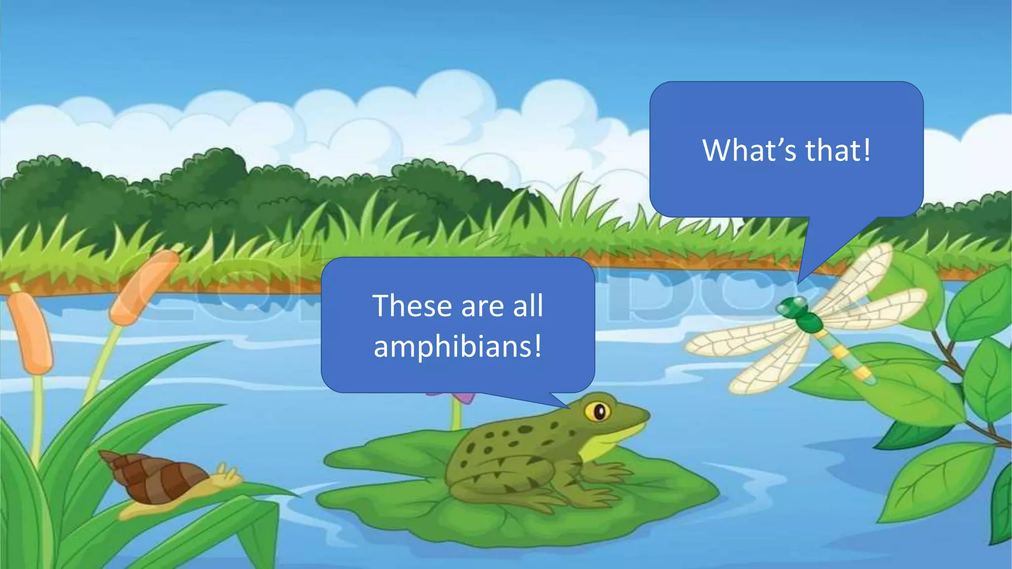 Amphibians | PPTX